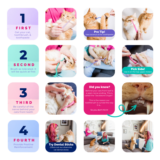 Cat Toothbrushes & Paste | Start Brushing Today | Ryercat – RYERCAT