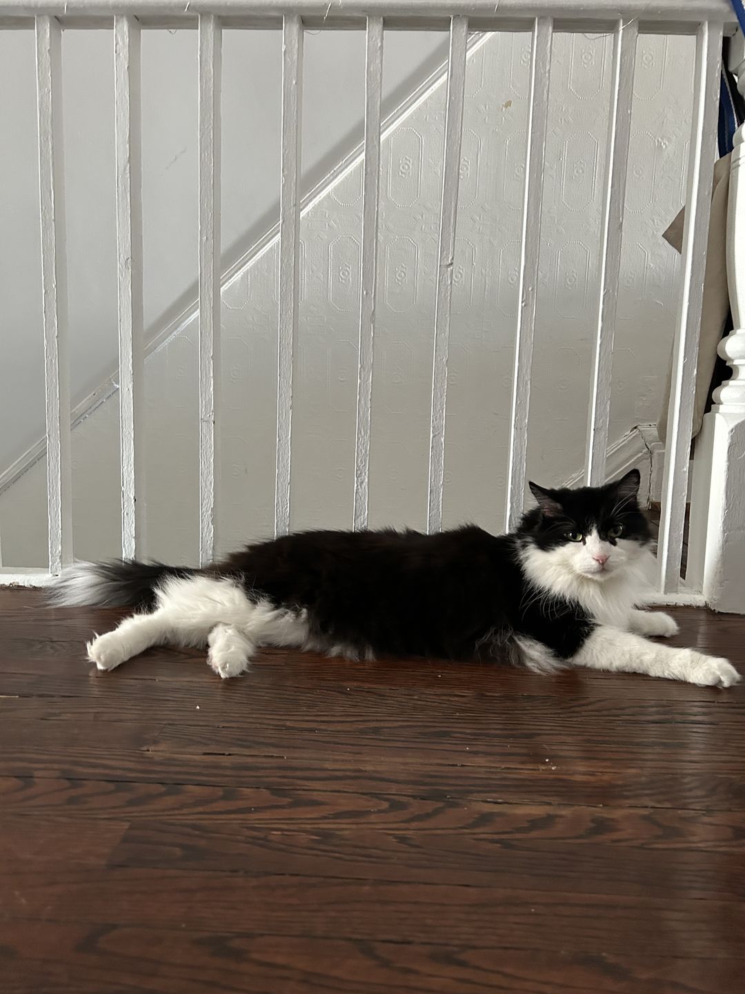 Cat Toothbrush | RYERCAT – ryercat.com