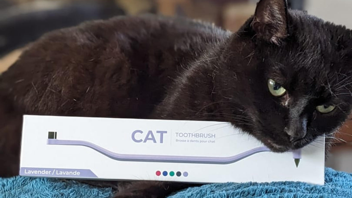 Cat Toothbrushes & Paste | Start Brushing Today | Ryercat – ryercat.com