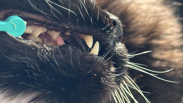 Cat Toothbrush | RYERCAT – ryercat.com