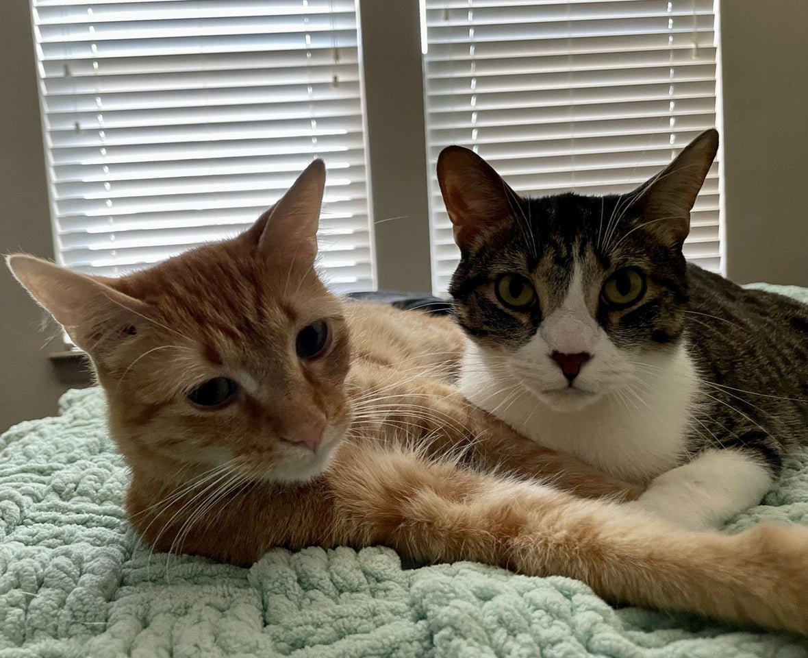 Cat Toothbrush | RYERCAT – ryercat.com