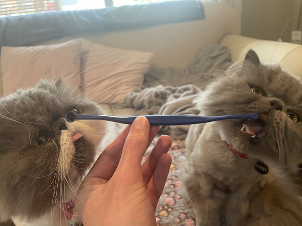 Cat Toothbrush | RYERCAT – ryercat.com