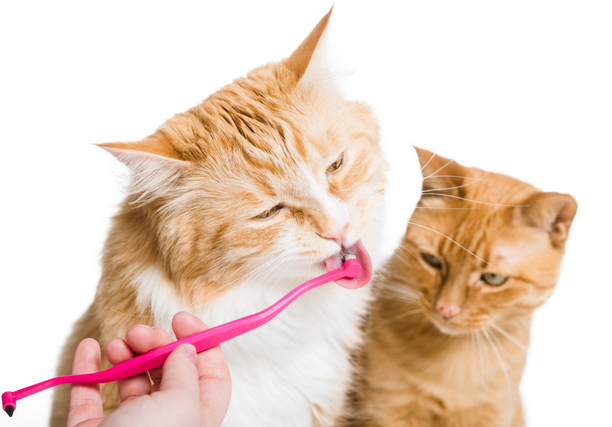 Cat Toothbrush & Toothpaste | RYERCAT – ryercat.com