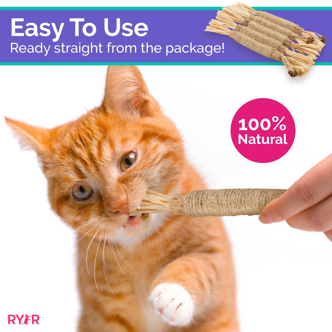 Cat Toothbrushes & Paste | Start Brushing Today | Ryercat – RYERCAT
